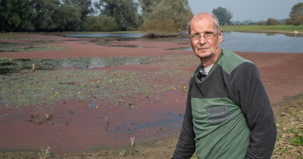 Dit invasieve plantje steekt vaker de kop op langs de IJssel: ‘Het is ...