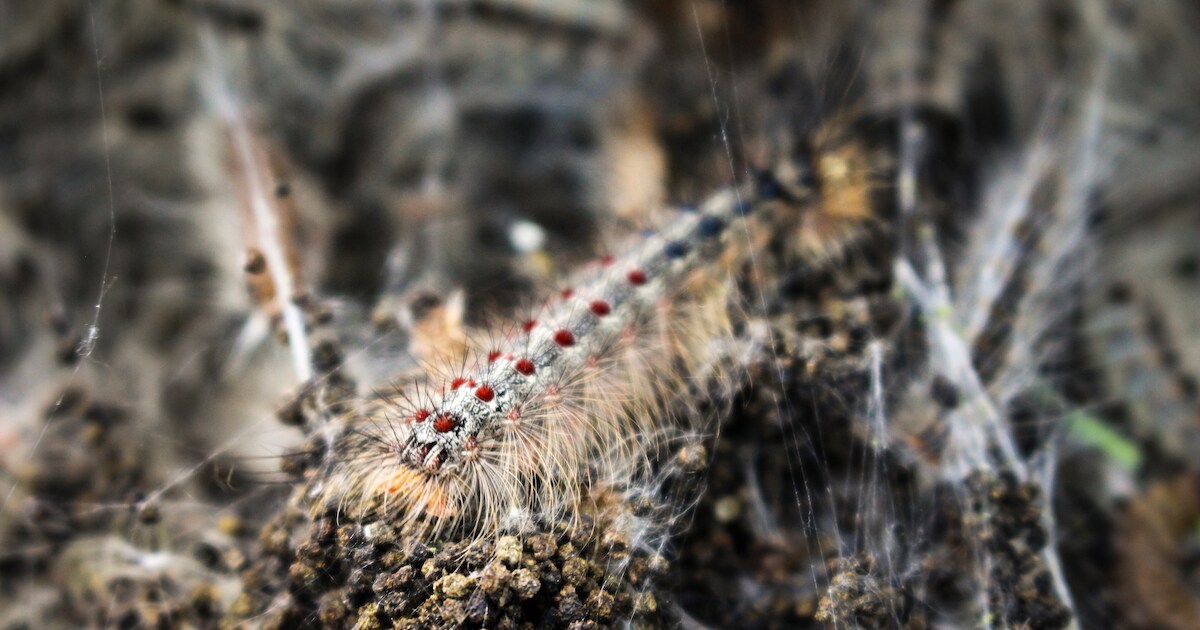 Apeldoorn wil van omstreden anti-rups-middel af, maar nog niet dit jaar ...