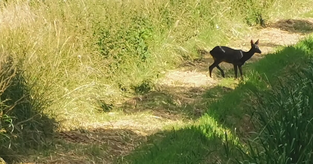 Zeldzame zwarte ree gespot in buitengebied van Zutphen | Zutphen | De ...
