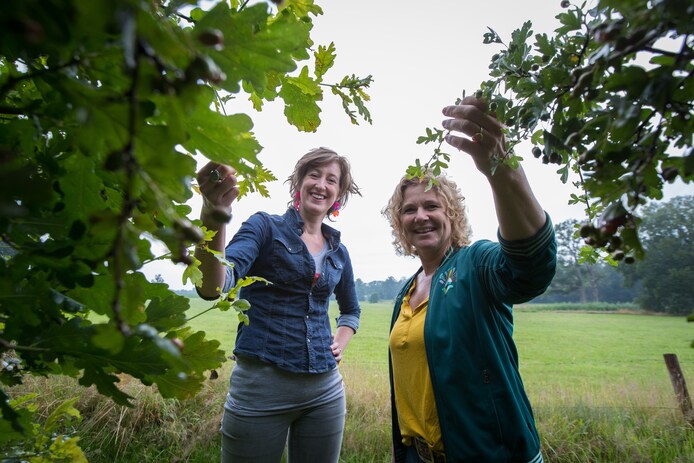 Jantine Schinkelshoek uit Olst wil Nederland volplanten met heggen ...