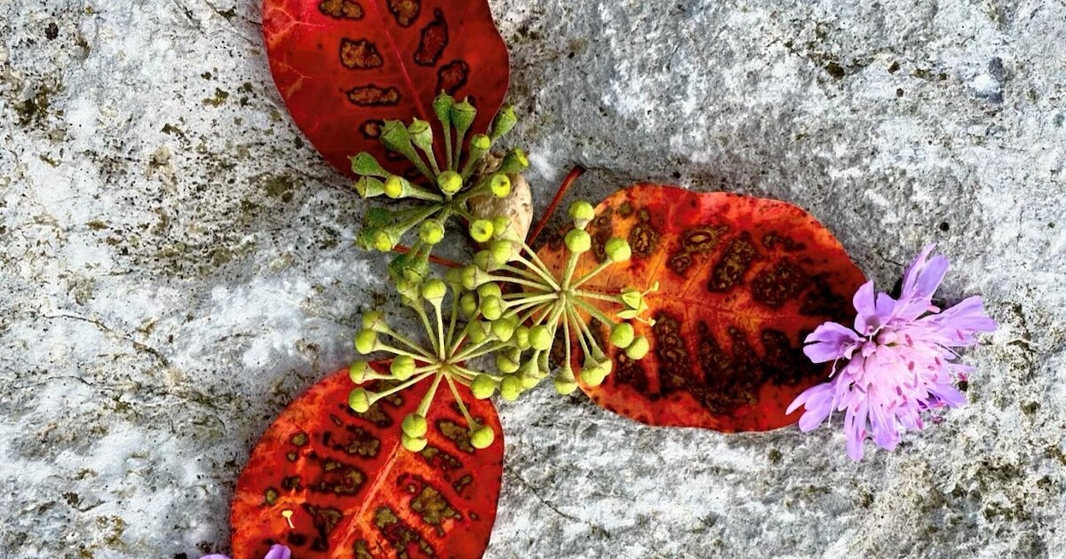 Workshop botanische mandala tekenen in Arnhem | Arnhem | De Stentor.nl