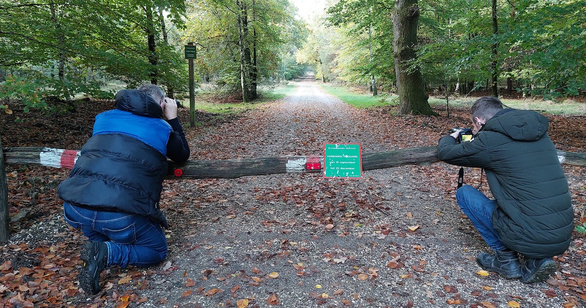 Wandelaars wagen een gokje bij Vaassen na video van wolvenroedel: ‘Ho ...