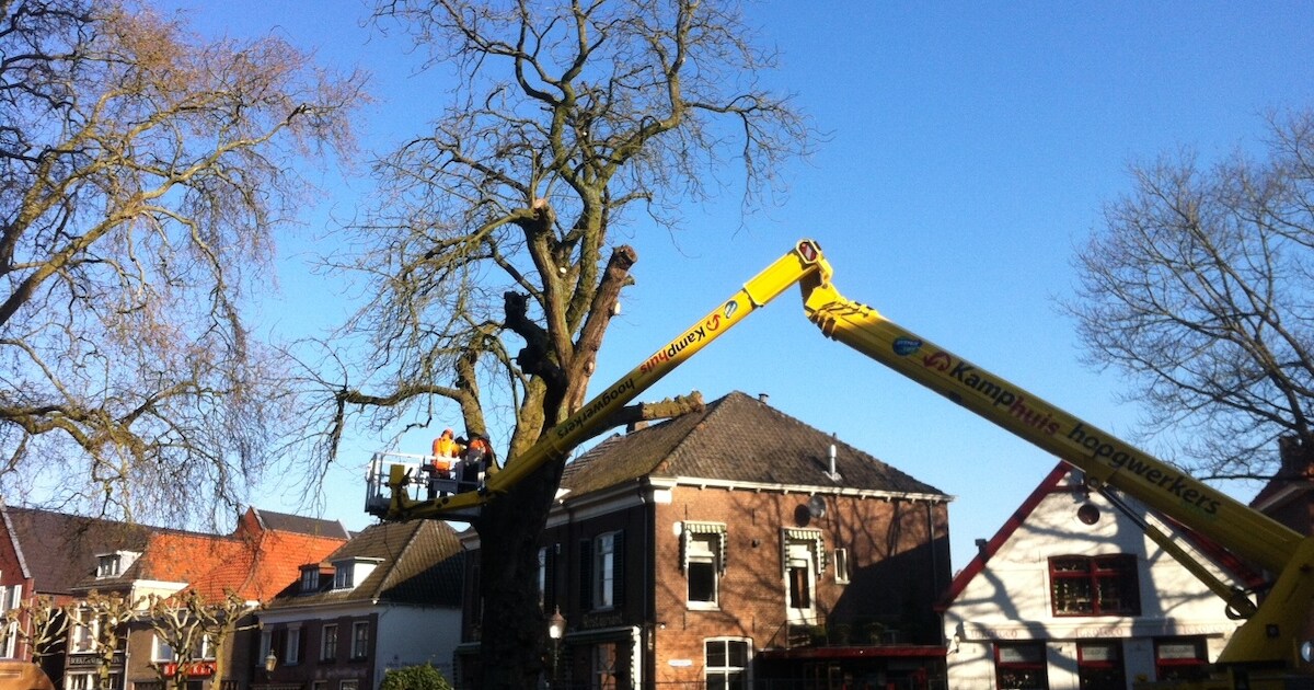 Koedijk Lochem dicht door kap van bomen | Achterhoek | De Stentor.nl