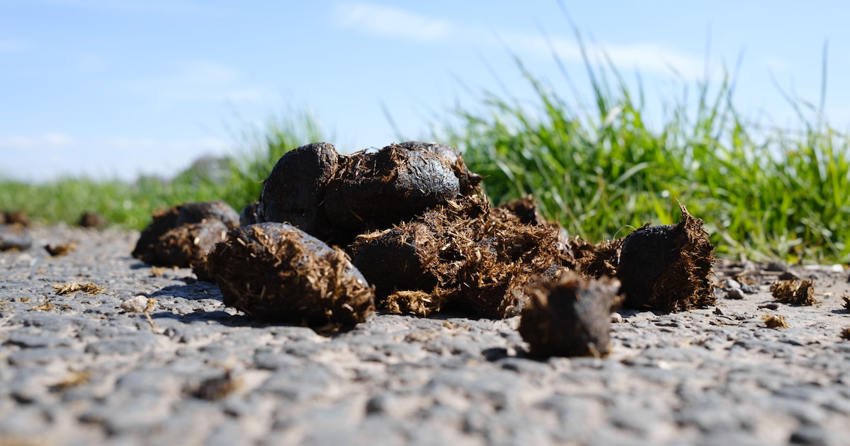 Ben je als ruiter verplicht om paardenpoep op te ruimen? ‘Dat kan een ...