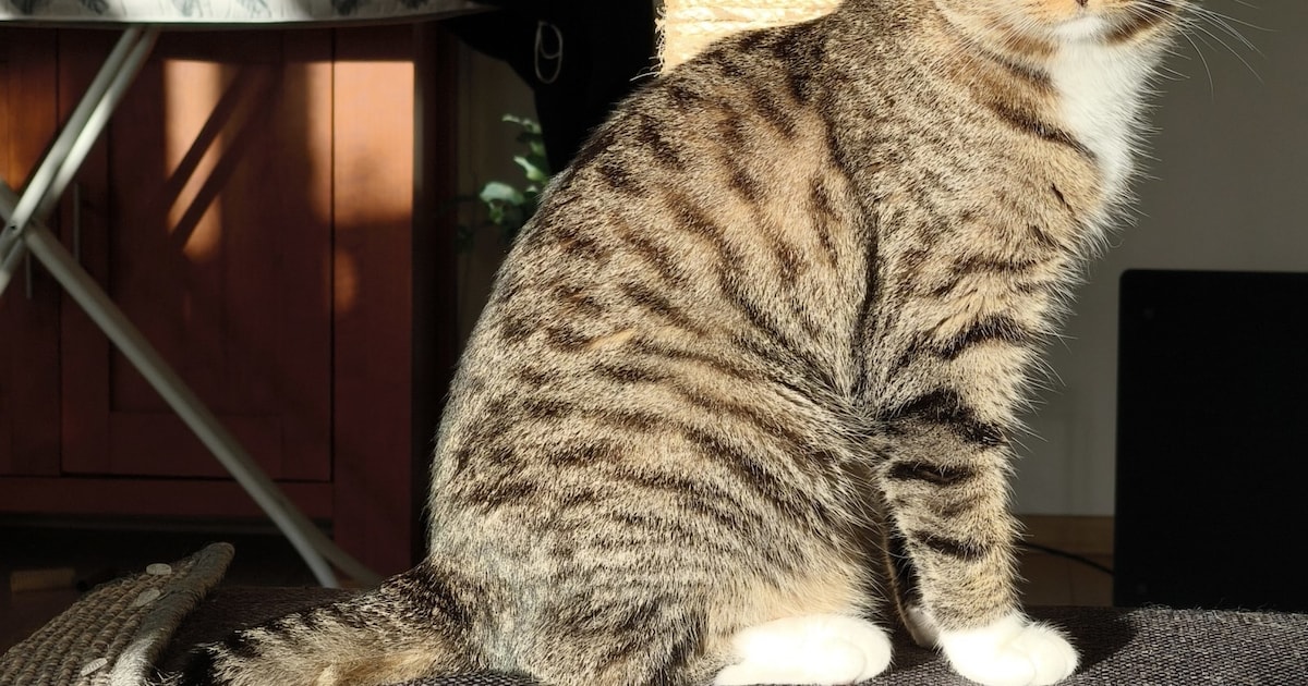 Heb jij Mirin gezien? Dit huisdier wordt in Steenwijkerland vermist ...