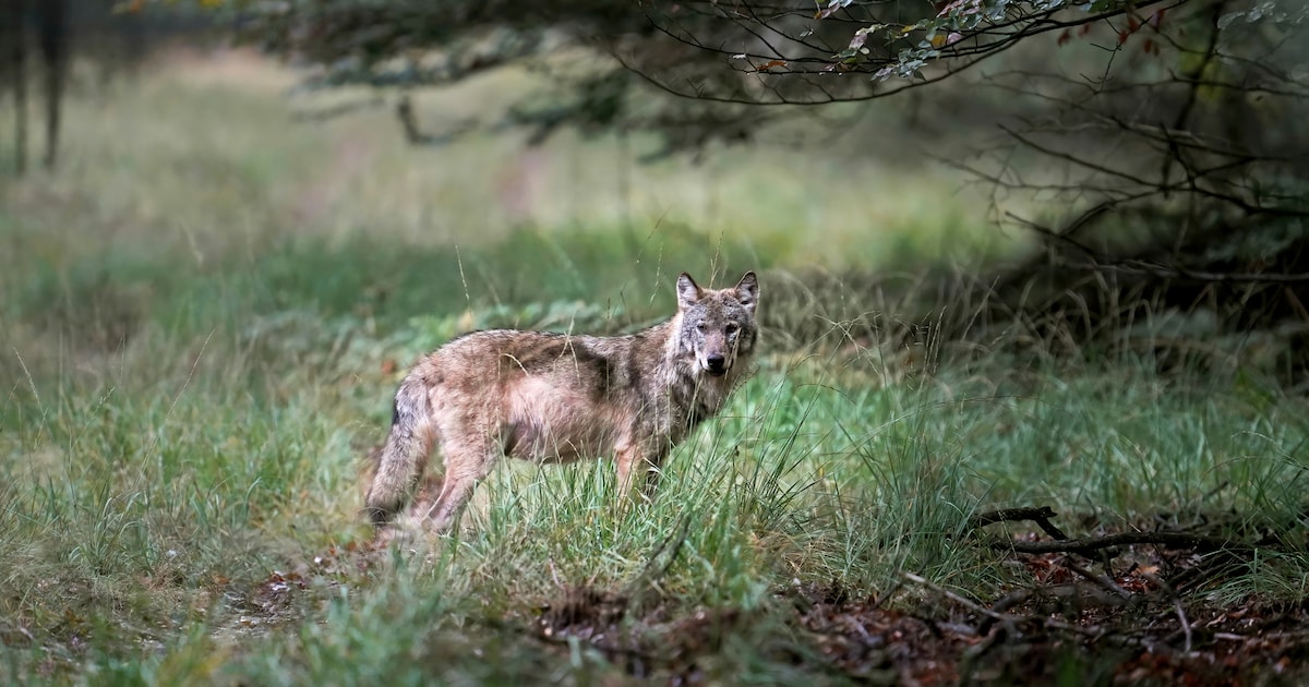 Elburg biedt ruimte voor wolfwerende rasters, na meldingen van ...