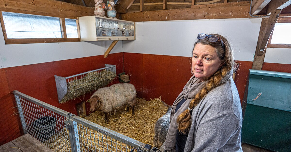 Een wolf midden in Zwolle? ‘Heel onwaarschijnlijk’, maar toch onderzoek ...