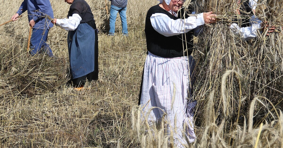 Oogstdag in Holthone: oude ambachten en inkijkje in agrarisch verleden | Hardenberg | De Stentor.nl