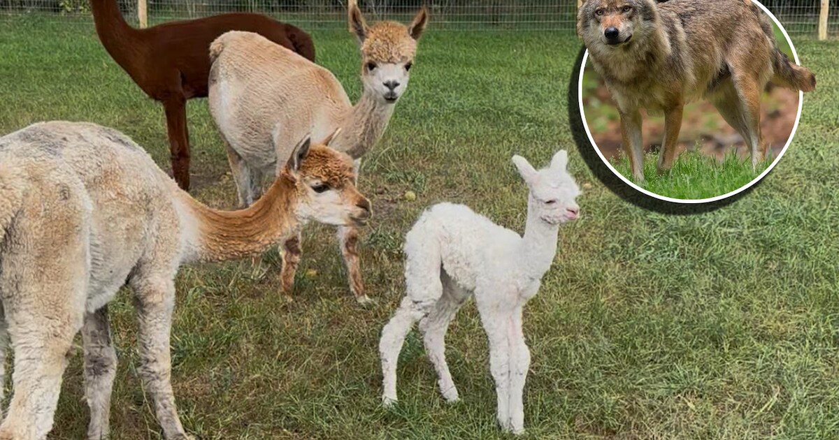 Bas heeft een week een wolfwerend raster voor zijn alpaca's: 'Nu zijn ...