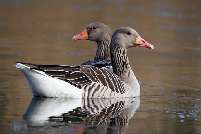 Grauwe gans vreet gras dat voor koeien is bedoeld, maar moet je ze ...