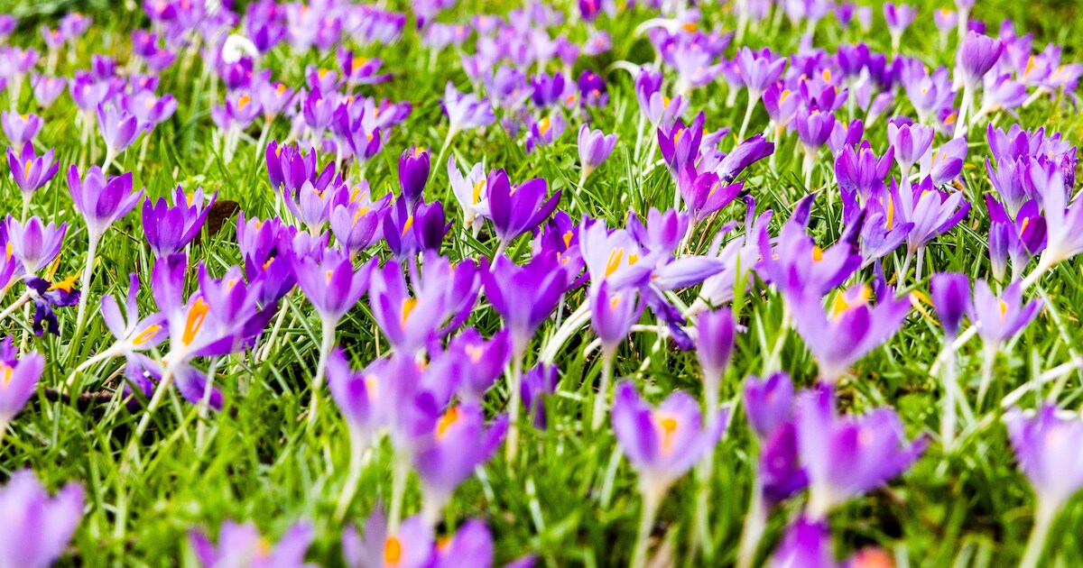 De lente vieren met SPRINGin’ Putten | Regio | De Stentor.nl