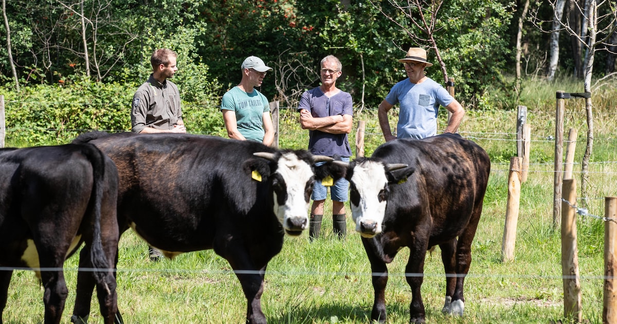 De koeien van Peter, André, Mike en Terry hebben een speciale taak (en ...
