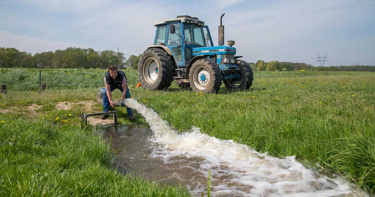 Weidevogels in de stress door droogte, maar boer Jacob schiet ze in ...