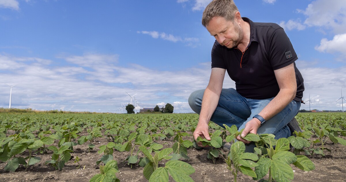 Kan Nederlandse soja de exotische soja vervangen? 'Er zit iets moois ...