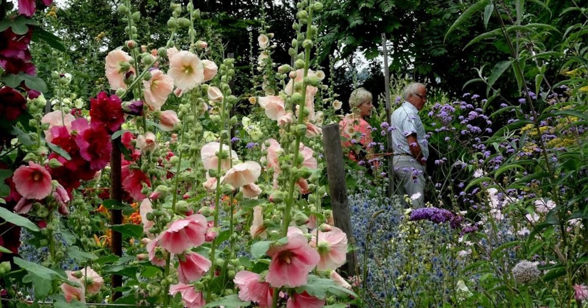 Stokrozen-, hortensia-, hemerocallis- en bamboedagen bij kwekerijen en ...