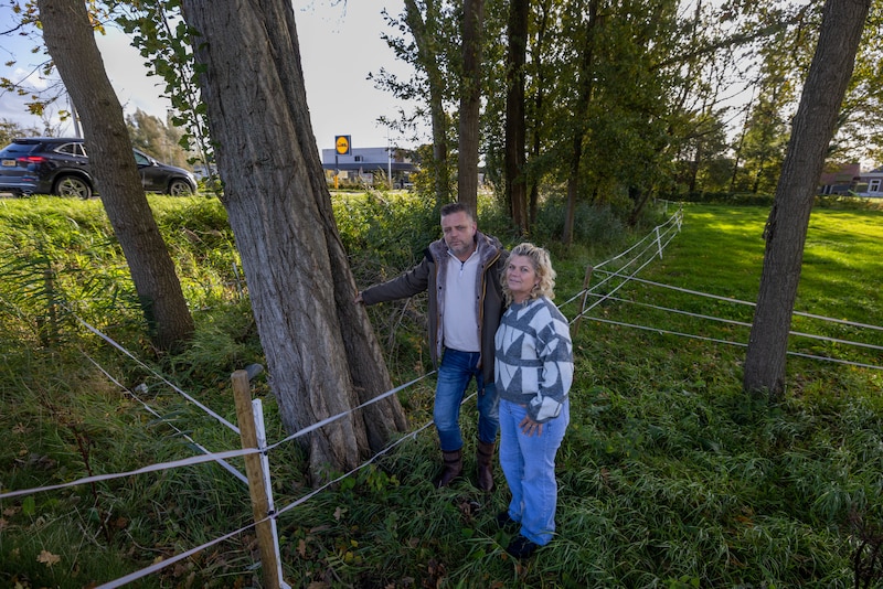 Dennis en Margriet zien tientallen bomen bij hun huis doodgaan: ‘Ze ...