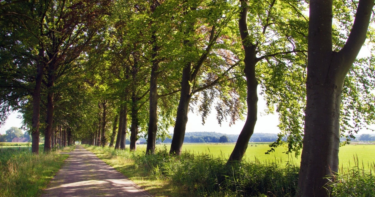 LTO Lochem: 'plant boom iets verder van weiland' | Lochem | De Stentor.nl