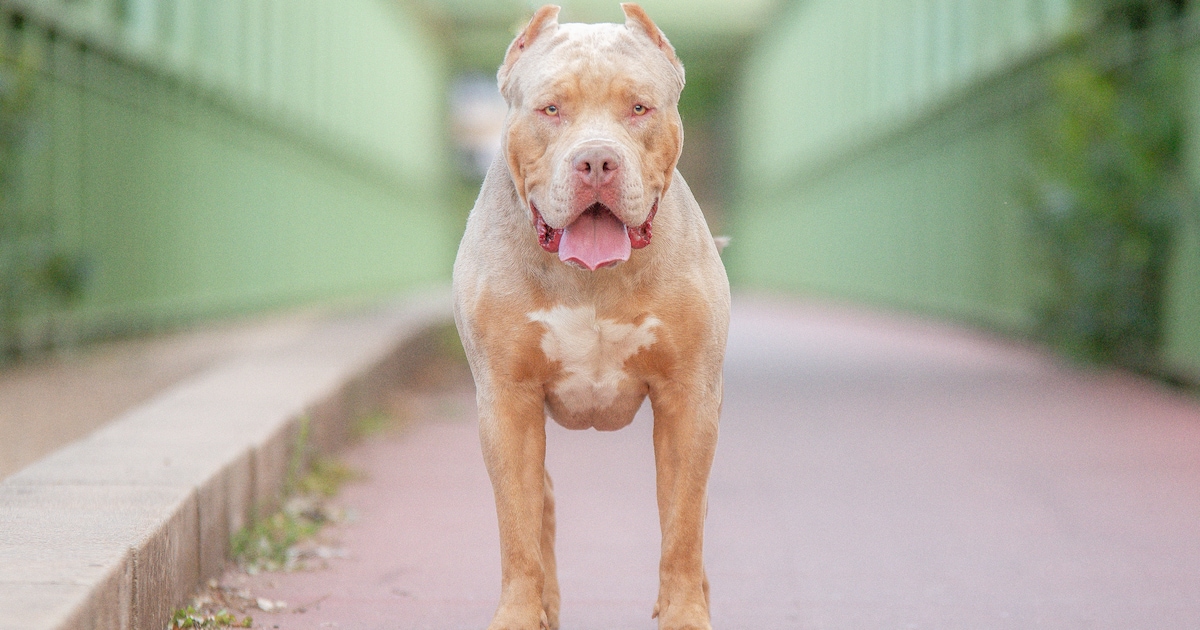 American bully XL bijt man dood: dit is waarom hond in Nederland niet ...