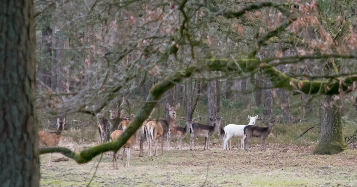 Wit hert gespot op de Veluwe: 'dat is heel uitzonderlijk' | Regio | De ...