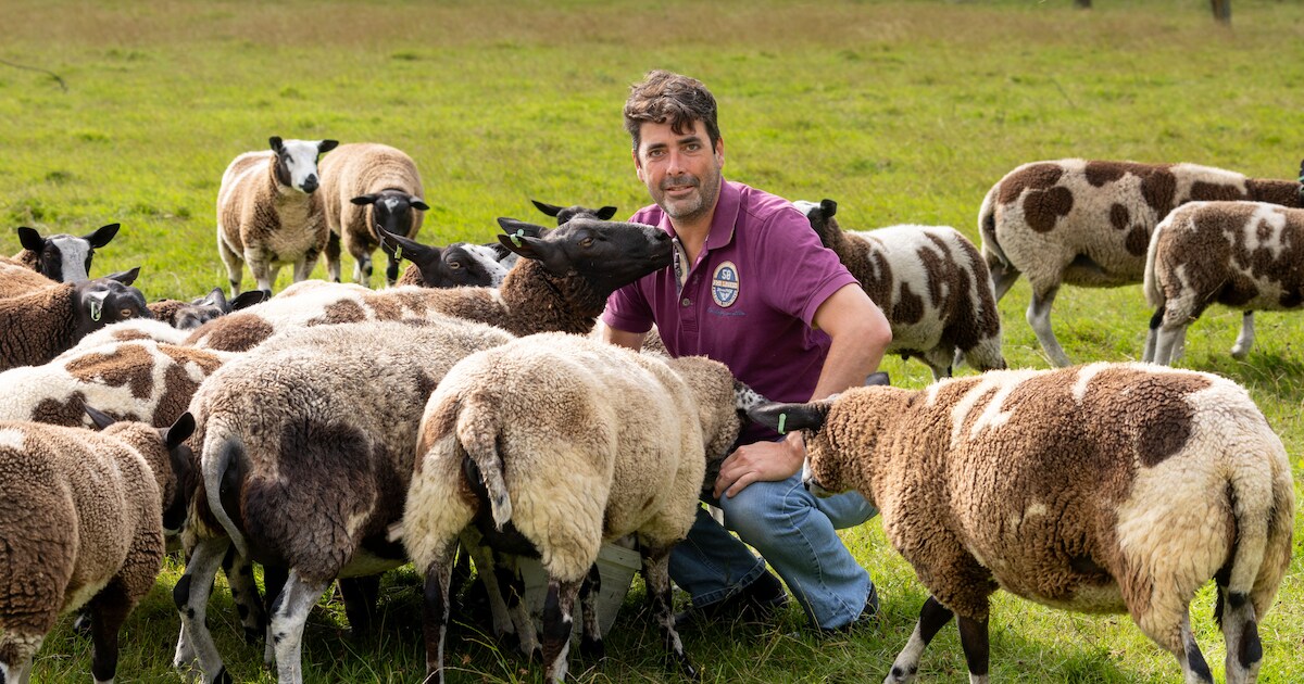 Tot vorig jaar had Marien 45 schapen. Nu is een derde weg: ‘Een spuitje geven is verschrik­ke ...