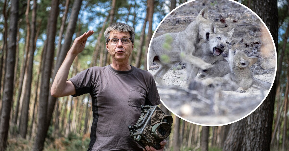 Filmmaker hunkert naar première van ‘Wolf’: ‘Ik wil laten zien hoe dit ...