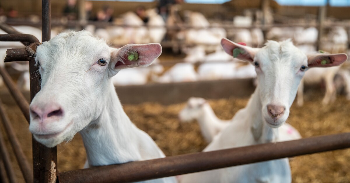 Stikstof moet minder, maar aantal geiten in Nederland blijft maar ...