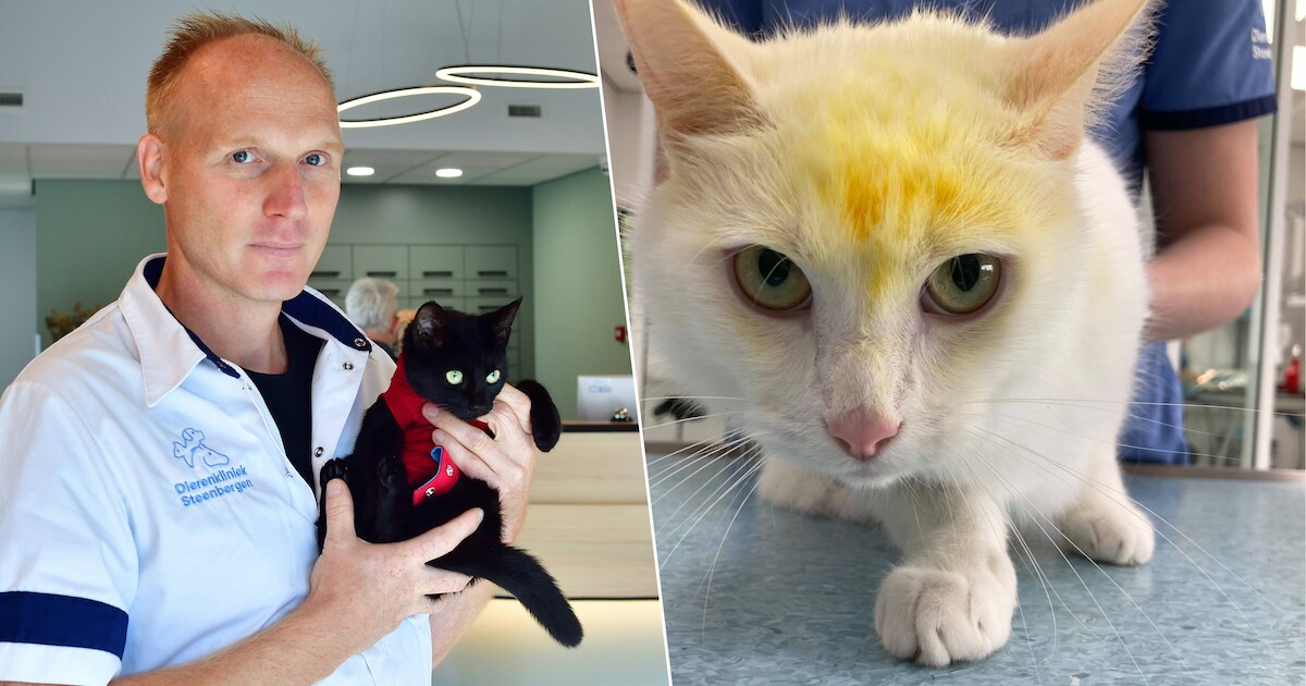 Dierenarts waarschuwt voor extreem giftige bloem: ‘Katten kunnen binnen ...