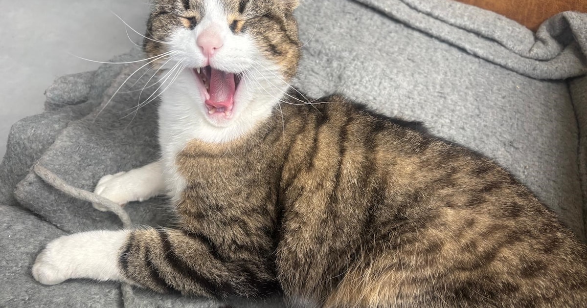Heb jij Simba, Joep of Tijger gezien? Deze 13 huisdieren worden in ...