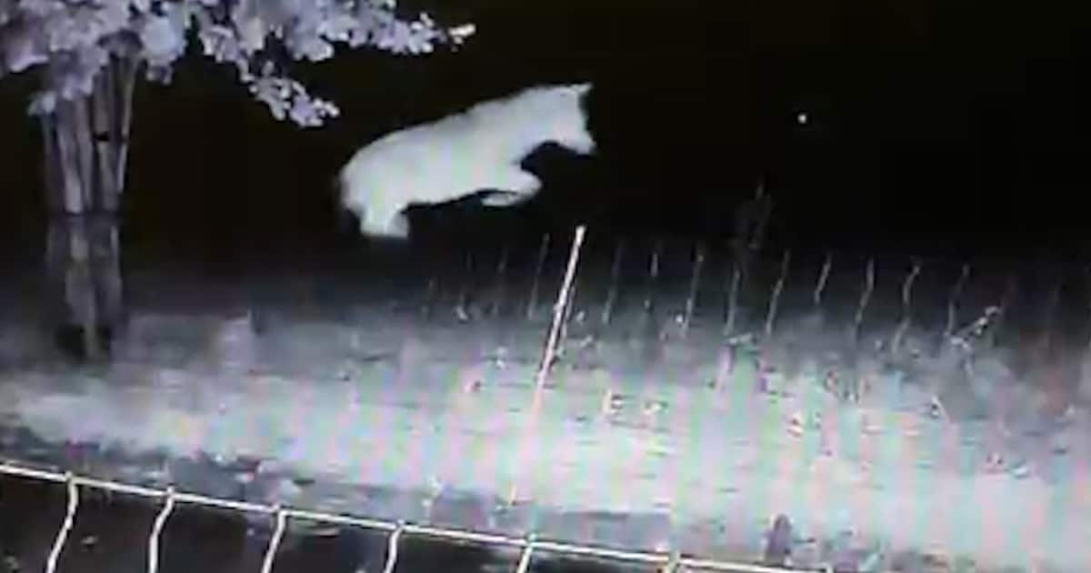 Wolf springt twintig keer over wolfwerende rasters in Gelderland ...