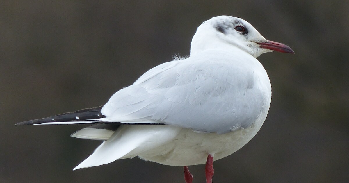 Ruim veertig vogelsoorten en het eerste ei op de Marker Wadden ...