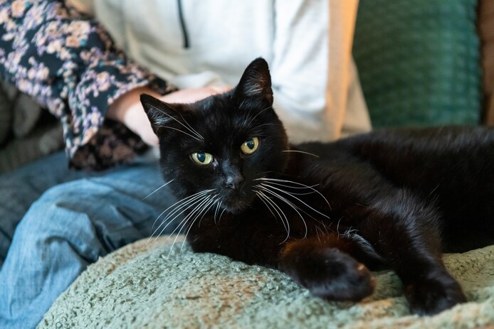 Mr. Binks is back home: zwarte kater na tien jaar weer thuis, ook al is ...