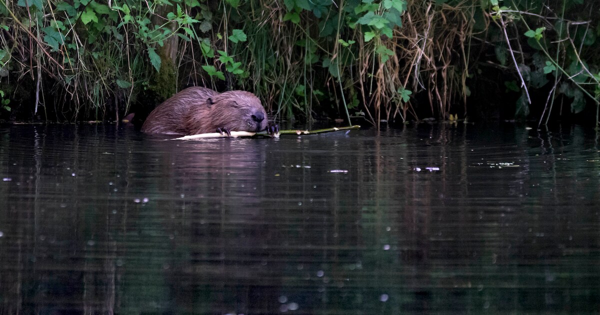 Een bever in je eigen achtertuin bijzonder? ‘Steeds vaker in de buurt ...