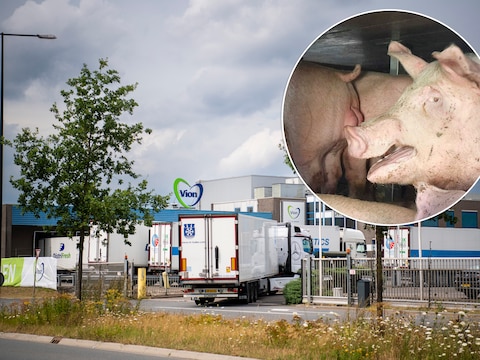Slachthuizen vrezen uitzendverbod: ‘Uiteindelijk wordt vlees wellicht ...