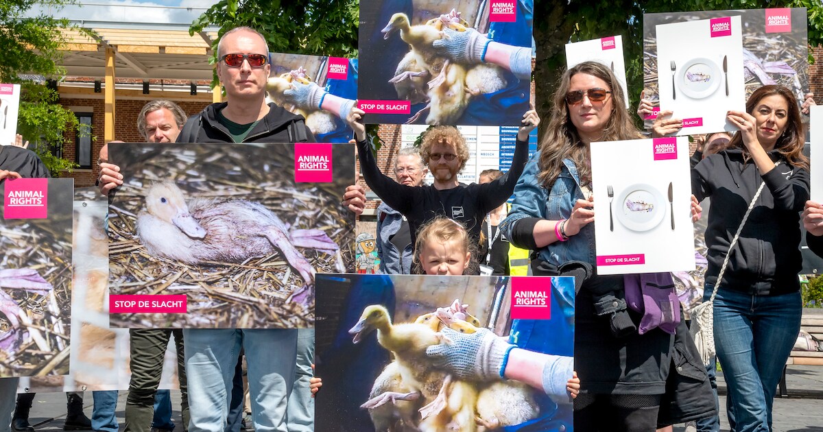 Animal Rights wil fok- en uitbroedverbod zodra Tomassen Duck-To ...