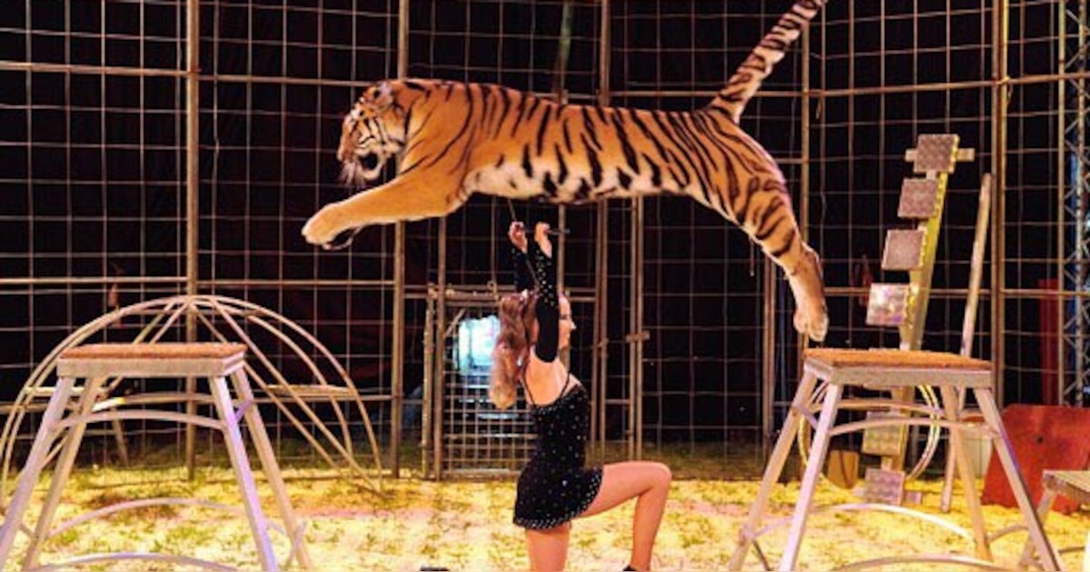 Circus Renz vier dagen in Hardenberg | Vechtdal | destentor.nl