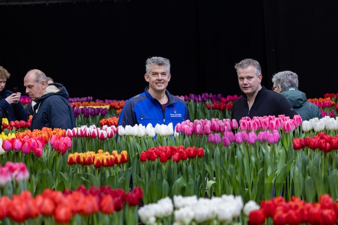 Kijkje bij kleurrijke tulpen: ‘In het Oostblok kosten ze rond ...