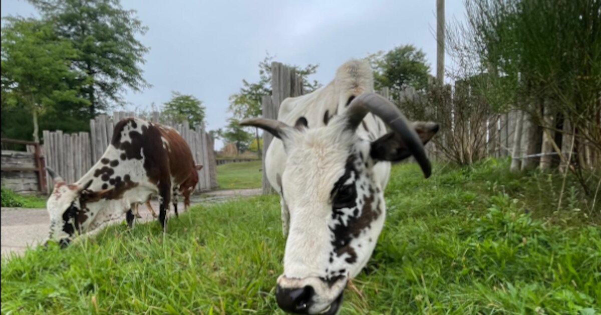 Oudste zeboe van 18 jaar overleden in Wildlands Emmen | Regio | De ...