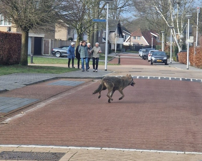 Wolf loopt door straten van Enter, buurtapps exploderen | Wolf in ...