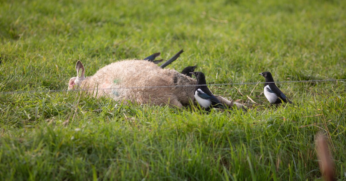 Een melding als je een dood of ziek schaap treft in de wei? Dit zijn je ...
