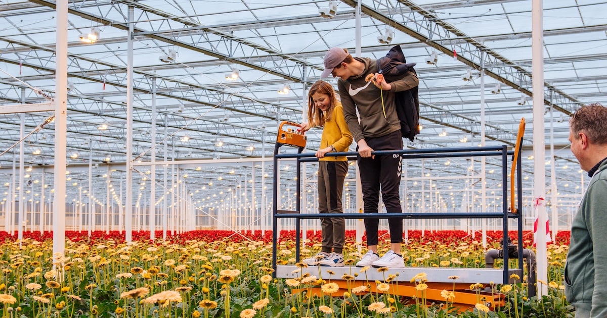 Kom in de Kas in Flevoland, ontdek herkomst én toekomst van bloemen ...