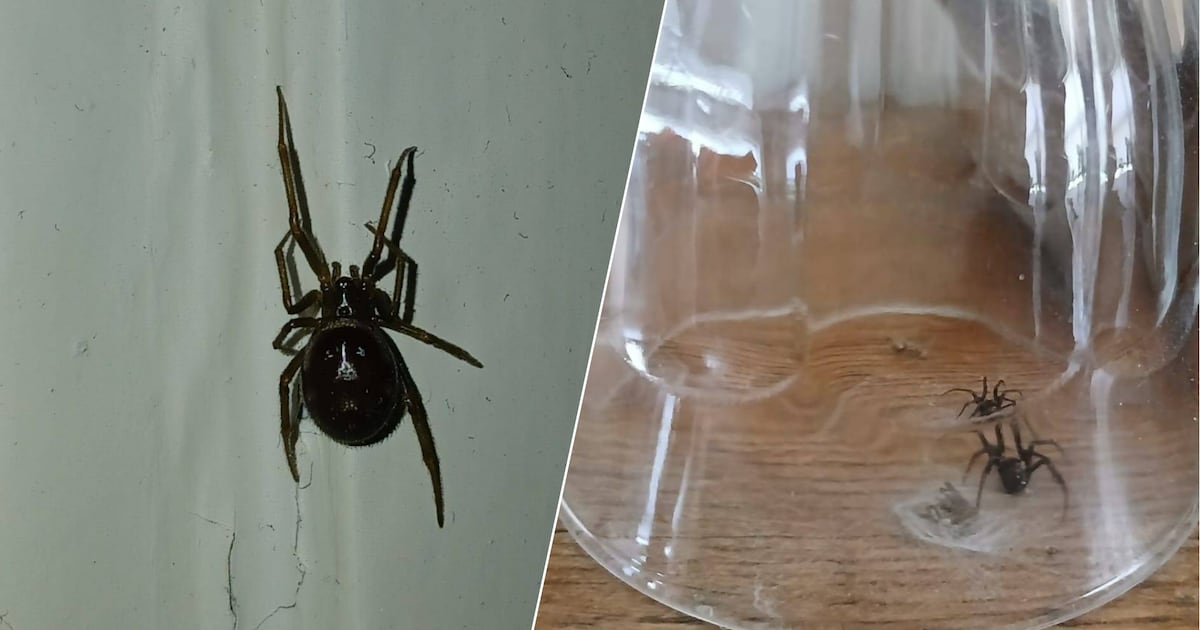 Vrouw vindt ‘giftigste spin van Nederland’ op haar muur, valse weduwe ...