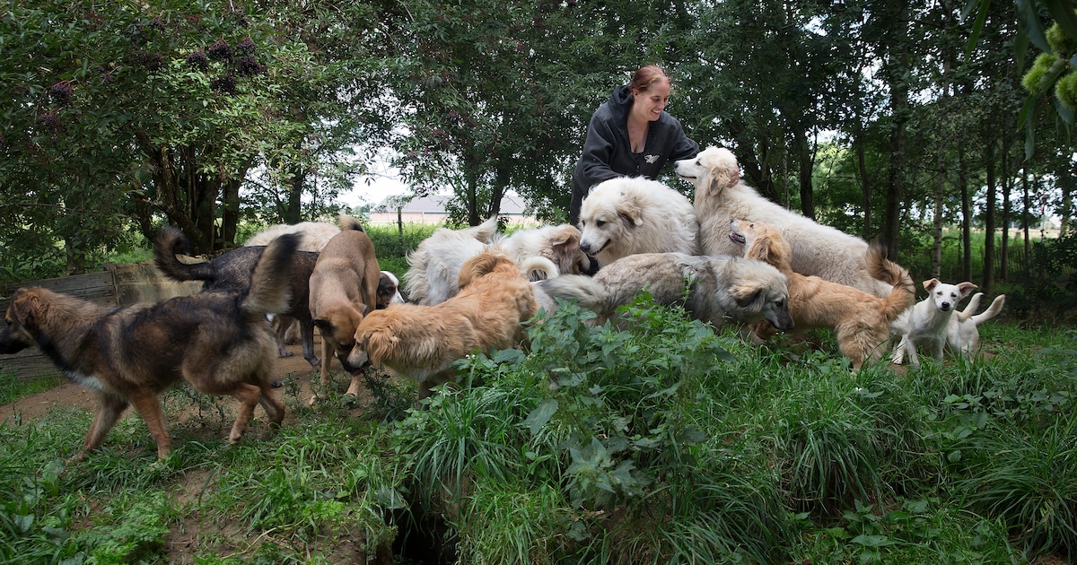 Daniëlle moet 20 van haar 35 honden weg doen: ‘Over mijn lijk ...