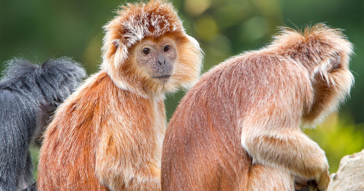 Apenheul opent voor het eerst in twee jaar zonder restricties de deuren ...