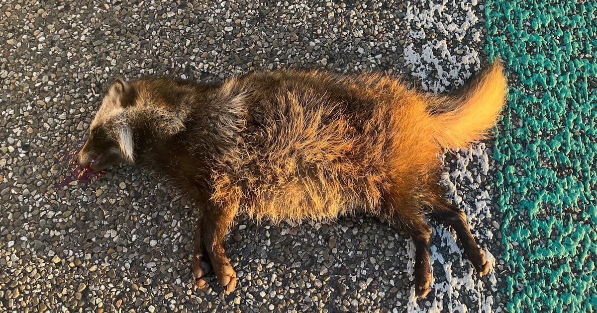 Dit dier zie je steeds vaker dood langs de weg liggen | Dronten | De ...