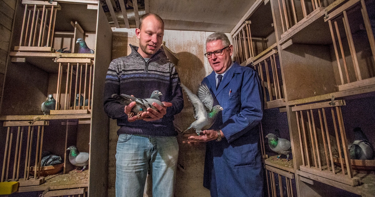 Zondagsvluchten maken paar duivenmelkers des duivels | Regio | De ...
