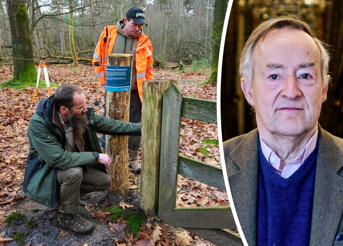 ‘Het kan maar zo afgelopen zijn met de reewildjacht, dankzij onze regelgeving’ | Opinie ...