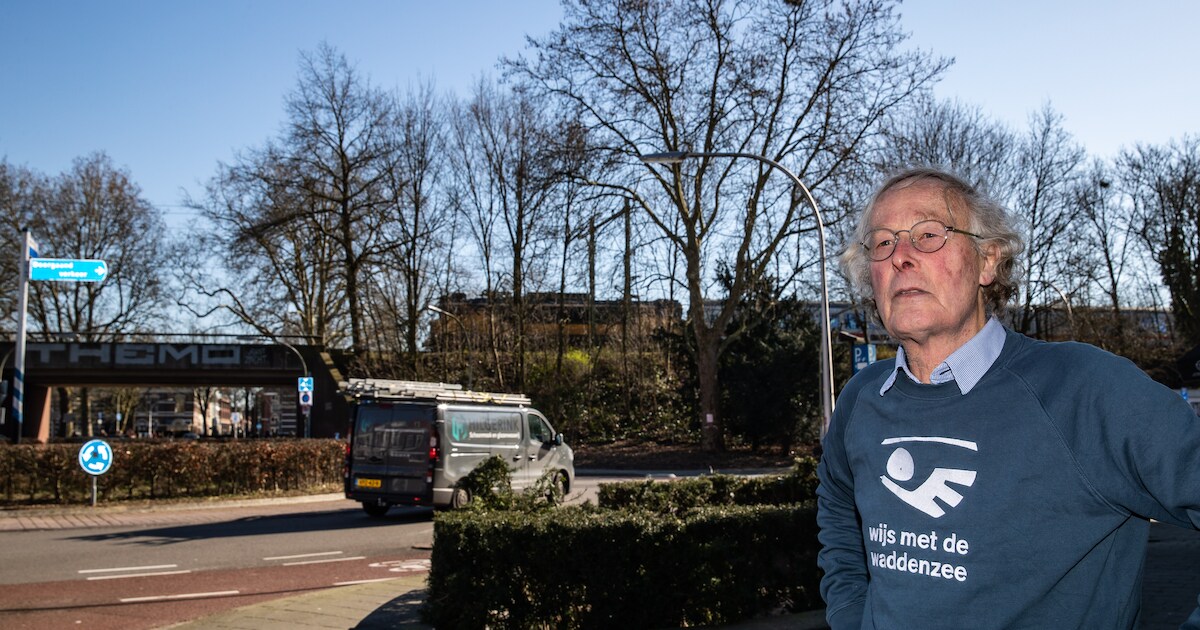 Deventer kapt dikke, gezonde plataan op Noorderplein níét (maar de race ...