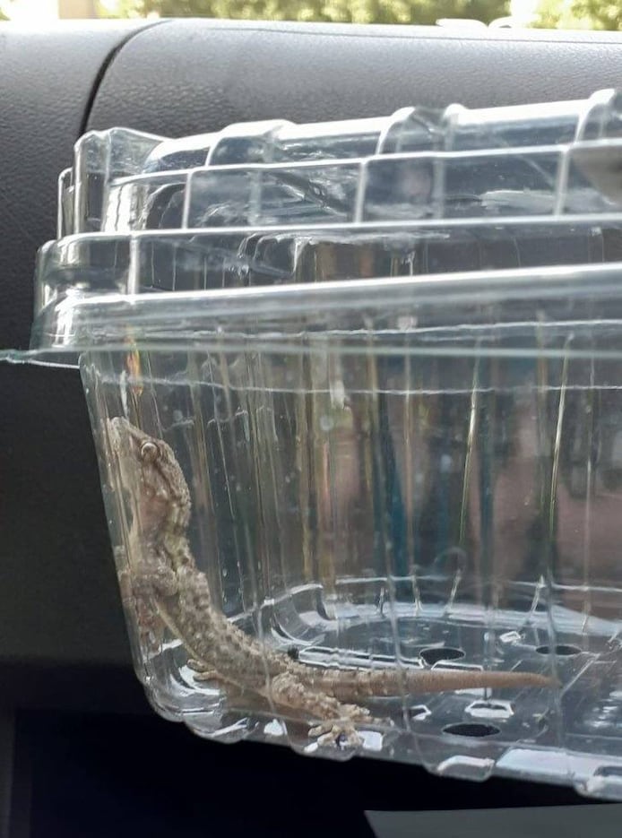 Medewerkers Jumbo vinden onverwachte passagier tussen fruitlading ...