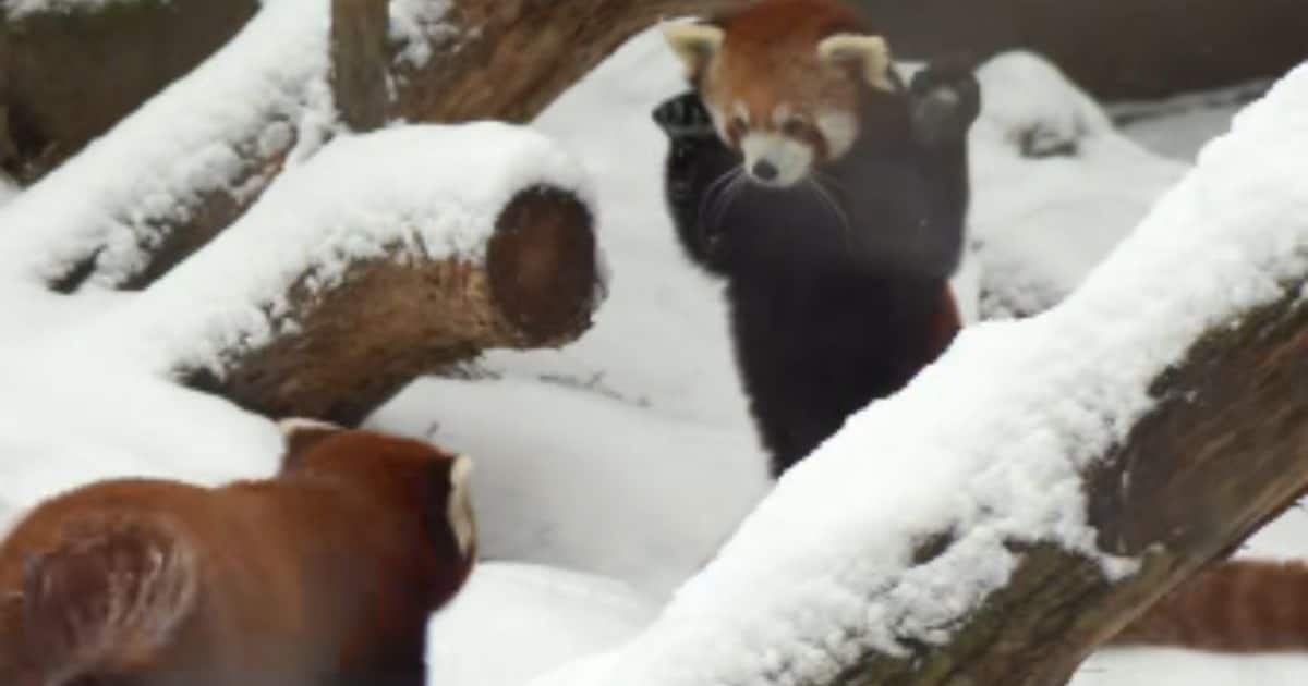 Cuteness overload: deze video van twee rode panda's in DierenPark ...