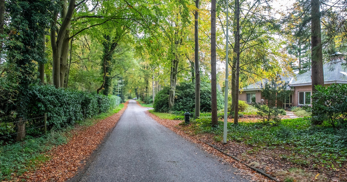 Is dit een bos of een haag? De rechter is eruit en oordeelt over ...